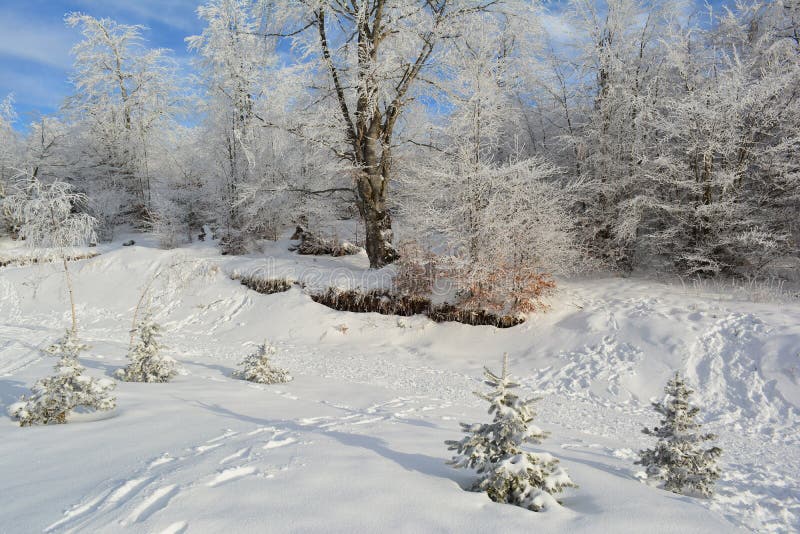 Bright Sunny Day, Winter Forest and Footprints in Snow 库存照片 - 图片 包括有 冻结 ... Bright Sunny Day, Winter Forest and Footprints in Snow 库存照片 - 图片 包括有 冻结 ...