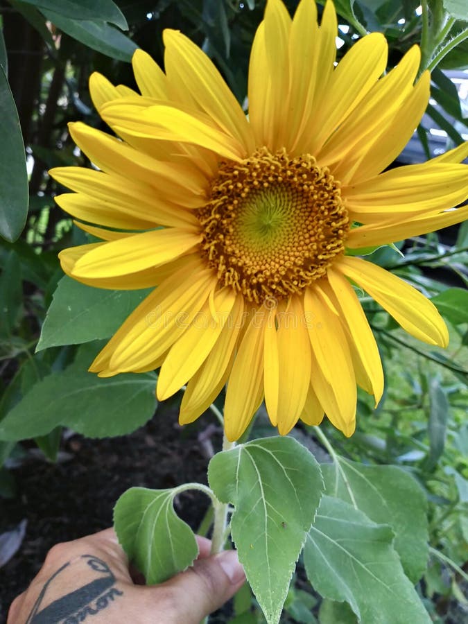 Sunflower stock image. Image of vibrant, bright, sunflower - 126370867