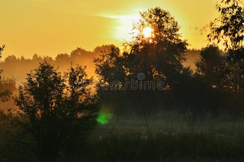 Bright Sunny Morning Light in the Woods, Tall Coniferous Trees Stock ...