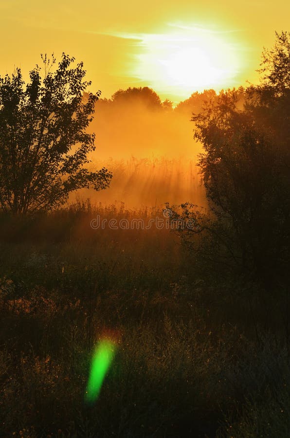 Bright Sunny Morning Light in the Woods, Trees, Stock Image - Image of ...