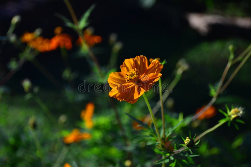 Bright Sunny Orange Color Flower Stock Photo - Image of paints, forest ...