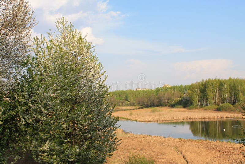 Bright Sunny Spring Day Near the Forest River Stock Image - Image of ...