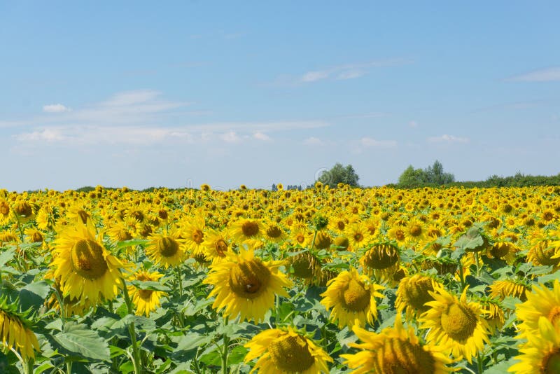 A Bright Sunny Yellow Field of Sunflowers Under a Blue Sky Stock Photo ...