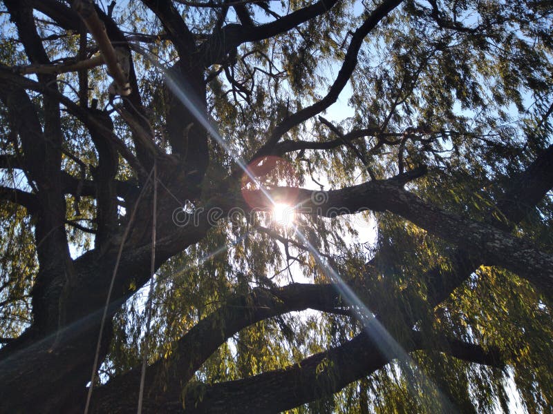 Bright Sunrays Gleaming through Three Branches and Leaves Stock Image ...