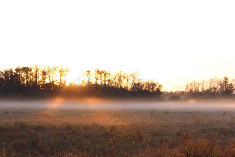 Grass Field With Morning Dew And Fog Stock Image - Image of flowers ...