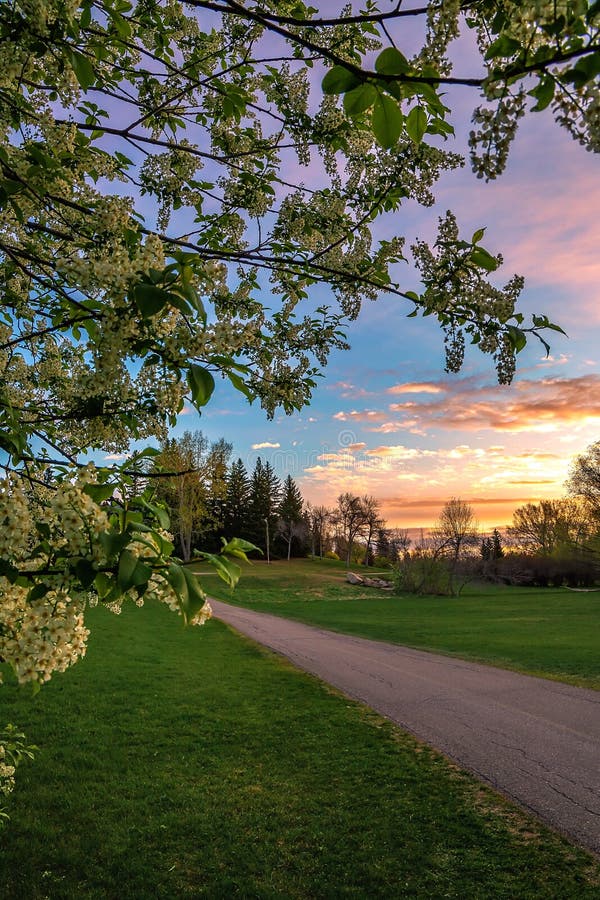 Bright Sunrise Over a Spring Park Pathway Stock Image - Image of ...