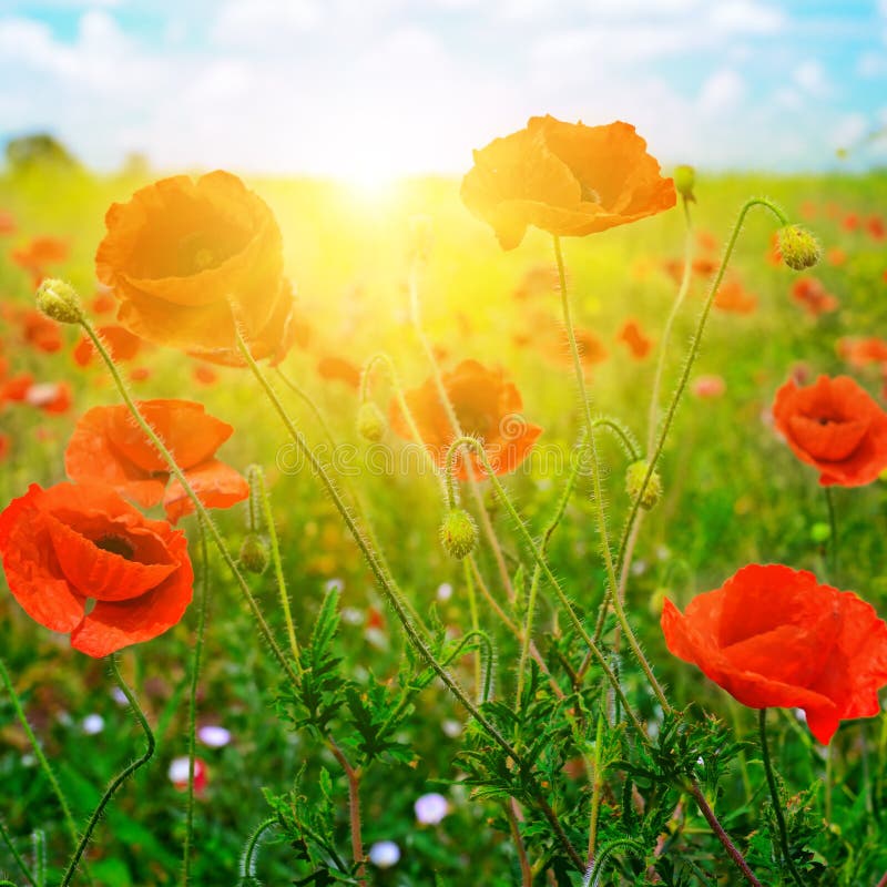 Bright Sunrise in Poppy Field Stock Image - Image of countryside, land ...