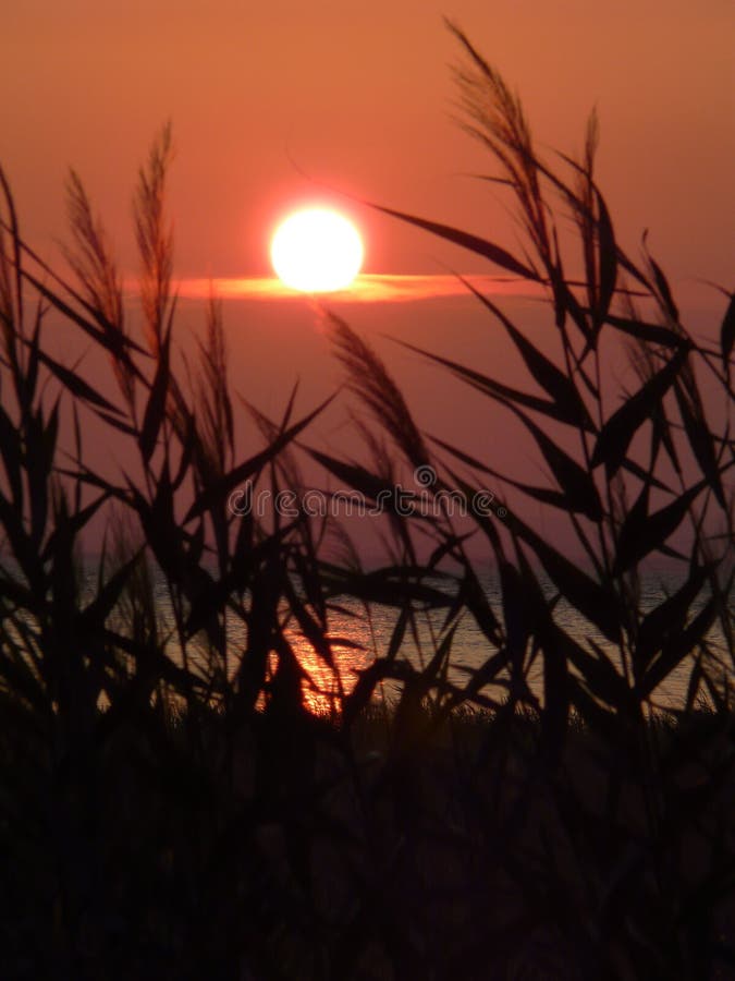 Bright Sunset on the Orange Sky Behind the Shadow of a Cane Stock Photo ...