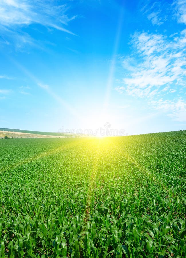 Bright Sunset Over Corn Field Stock Image - Image of daybreak, meadow ...