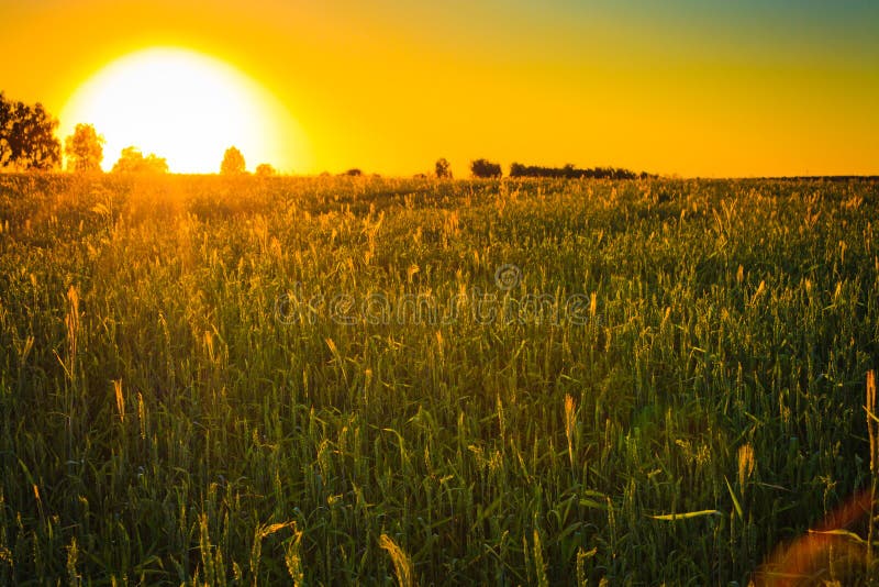 Bright Sunset Over Green Field. Stock Photo - Image of dirt, fresh ...