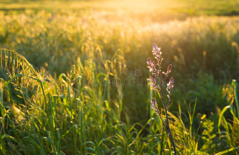 Bright Sunset Over Green Field Stock Image - Image of natural, green ...