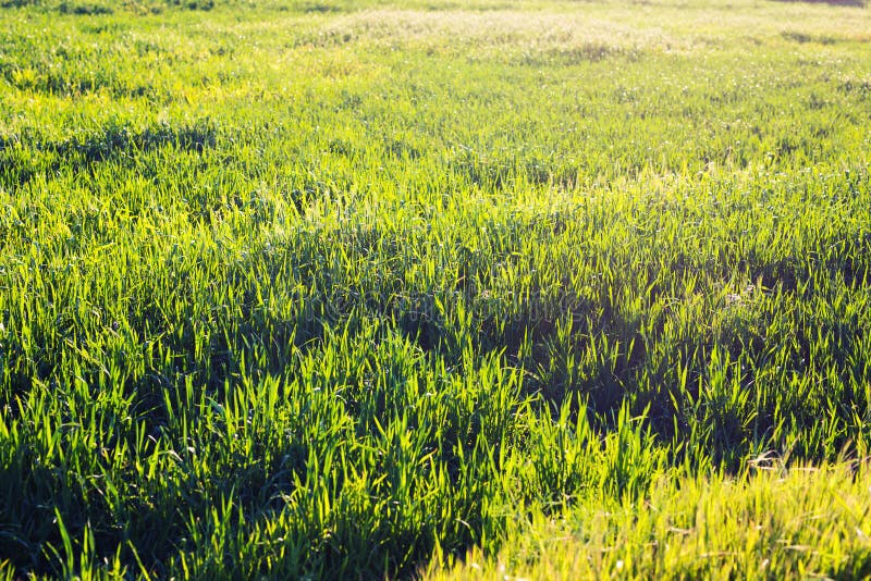 Bright Sunset Over Green Field Stock Image - Image of beautiful, field ...