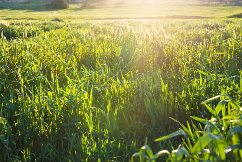 Bright Sunset Over Green Field Stock Image - Image of natural, plant ...
