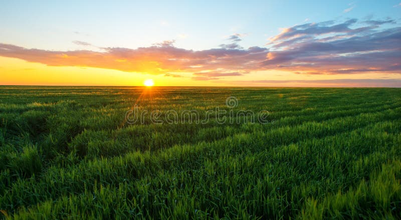 Bright Sunset Over Wheat Field. Stock Photo - Image of dusk, cloudscape ...