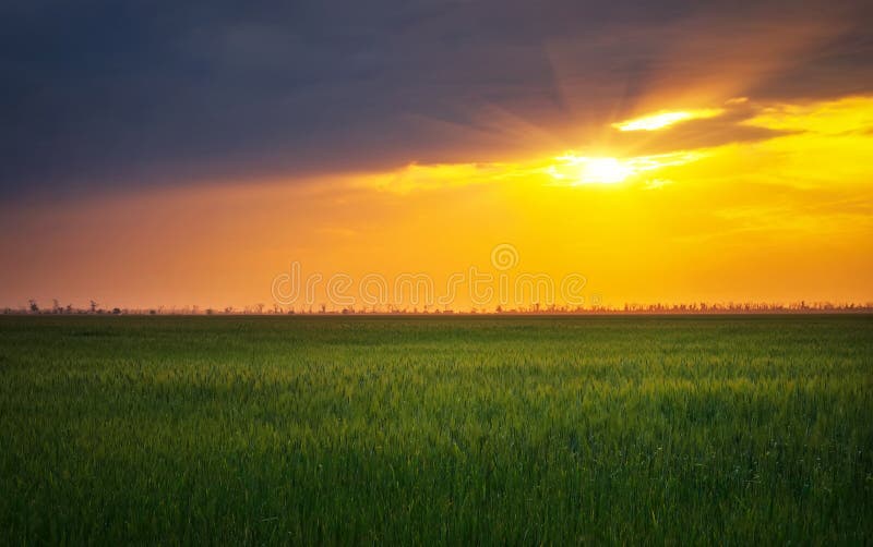 Bright Sunset Over Wheat Field. Stock Image - Image of concept, light ...