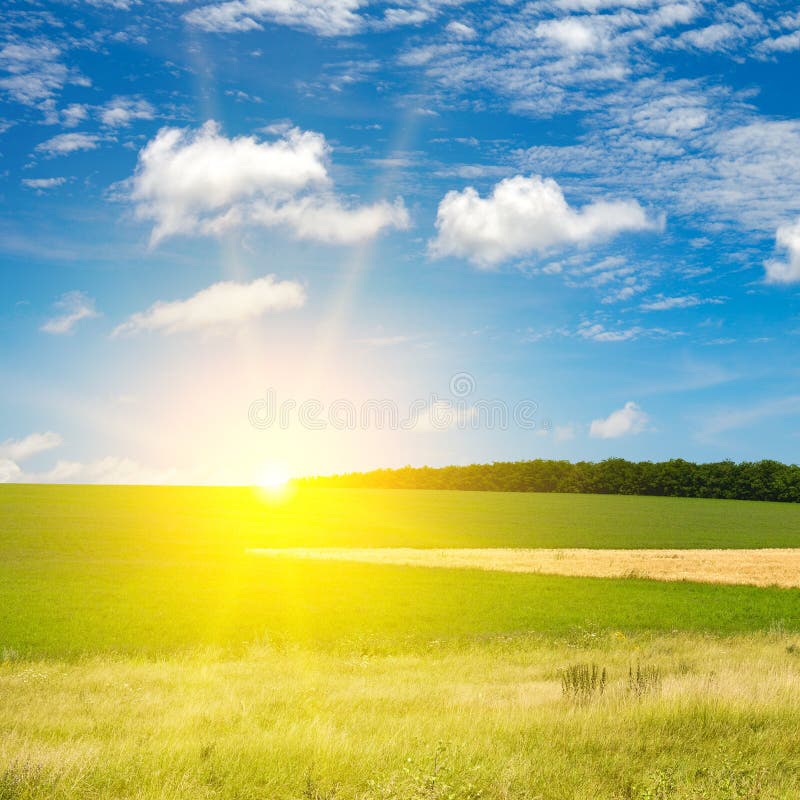 Bright Sunset Over Corn Field Stock Image - Image of daybreak, meadow ...
