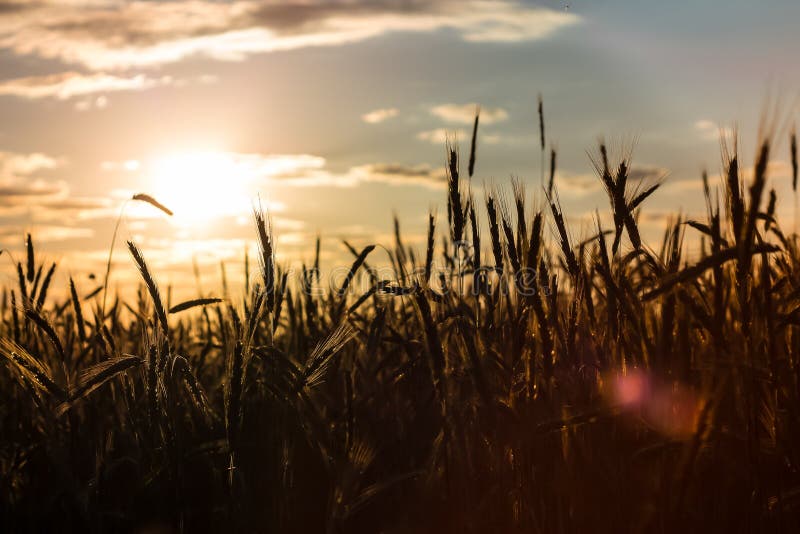 Bright Sunset, Sun Setting Over the Horizon, Beautiful View Stock Image ...