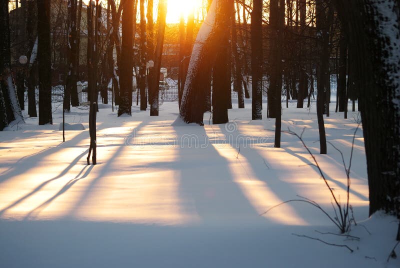 Bright Sunset among the Trees in the Park Stock Photo - Image of black ...