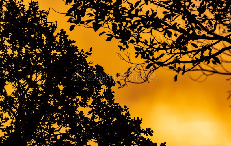 Bright Sunset stock image. Image of bright, scenic, plant - 251680567