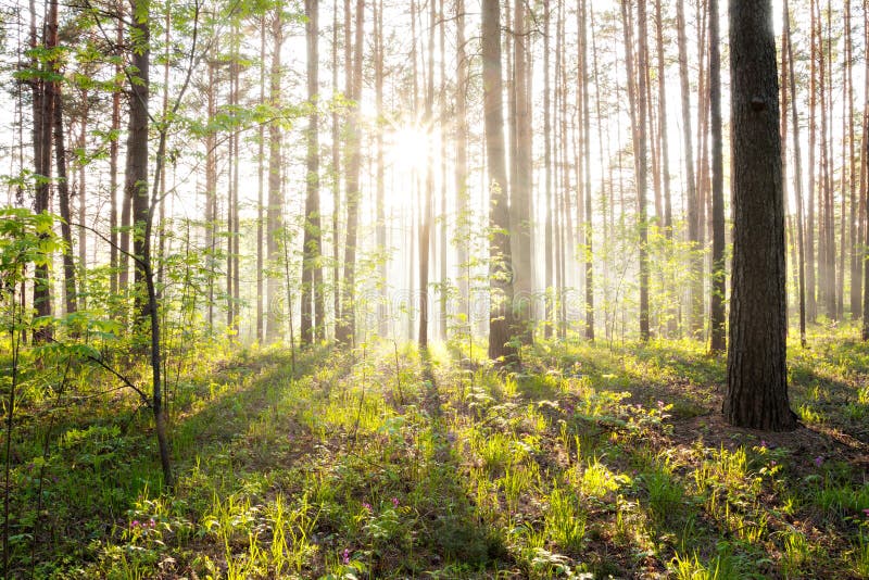Sunset in the woods stock image. Image of forest, mystery - 173819821