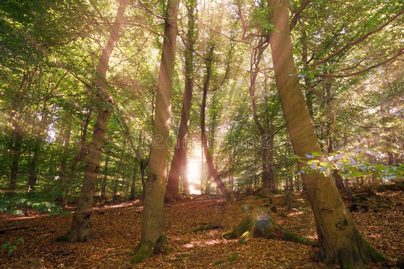 Bright Sunshine through Tree Stock Image - Image of light, forest ...