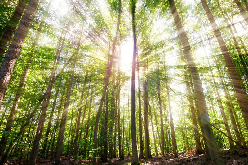 Bright Sunshine through Tree Stock Photo - Image of natural, oxygen ...