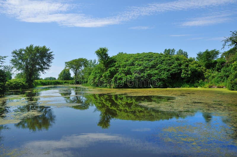 Bright swamp stock photo. Image of nature, swamp, trees - 10485250