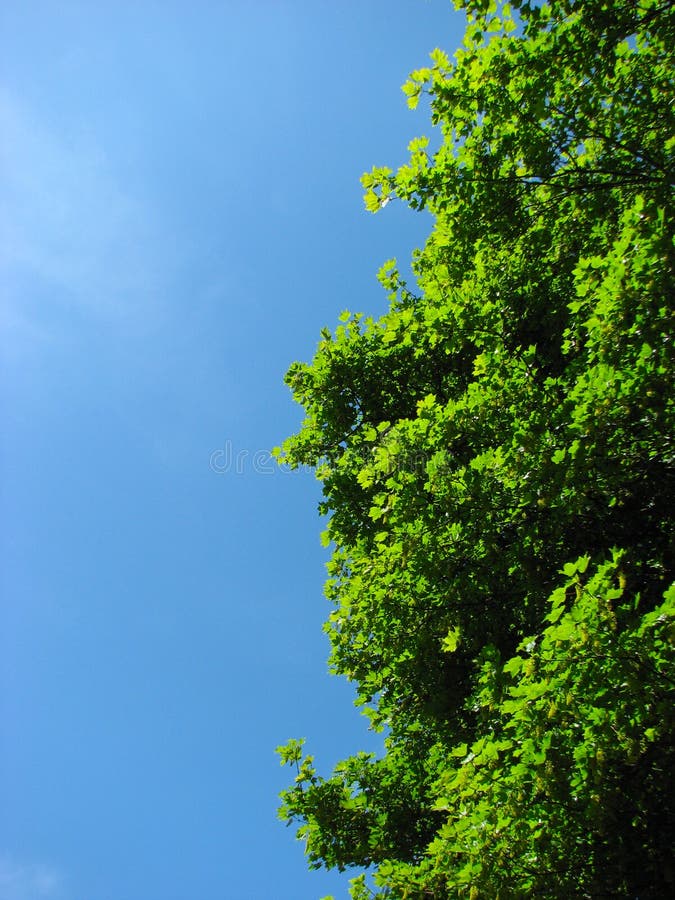 Bright Sycamore Tree stock image. Image of outdoor, branches - 13474857