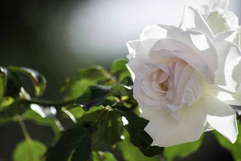 Bright Tender Rose with Luminous Background Stock Photo - Image of ...