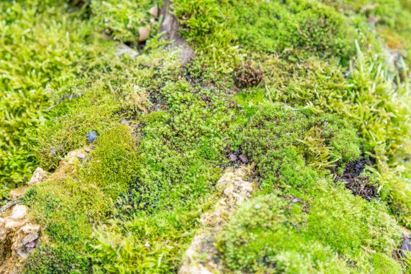 Fancy Vivid Natural Moss Pattern Stock Image - Image of multicolored ...