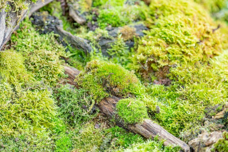 Fancy Vivid Natural Moss Pattern Stock Photo - Image of grass, scenic ...