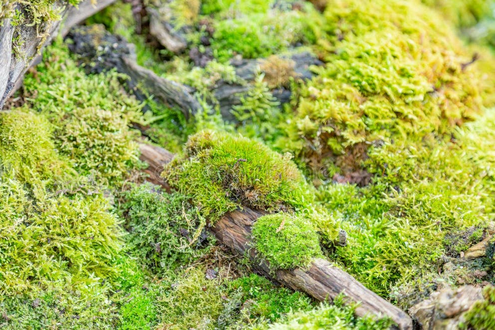 Fancy Vivid Natural Moss Pattern Stock Photo - Image of grass, scenic ...