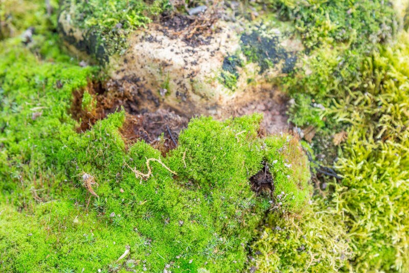 Fancy Vivid Natural Moss Pattern Stock Image - Image of forest, moss ...