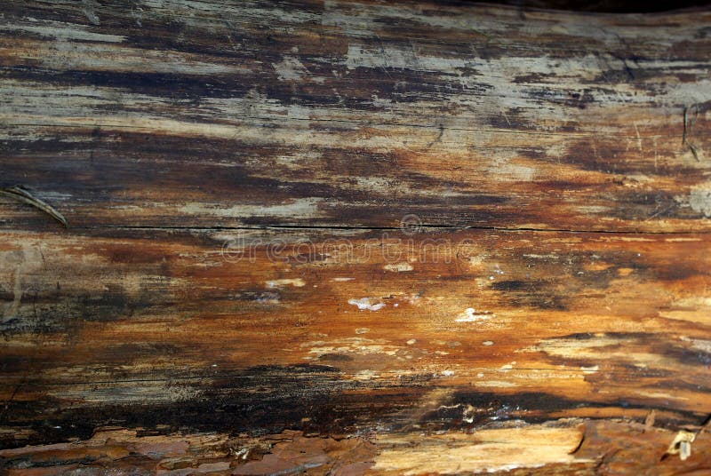 Background Texture - Weathered Log Surface with Snowflakes Stock Image ...