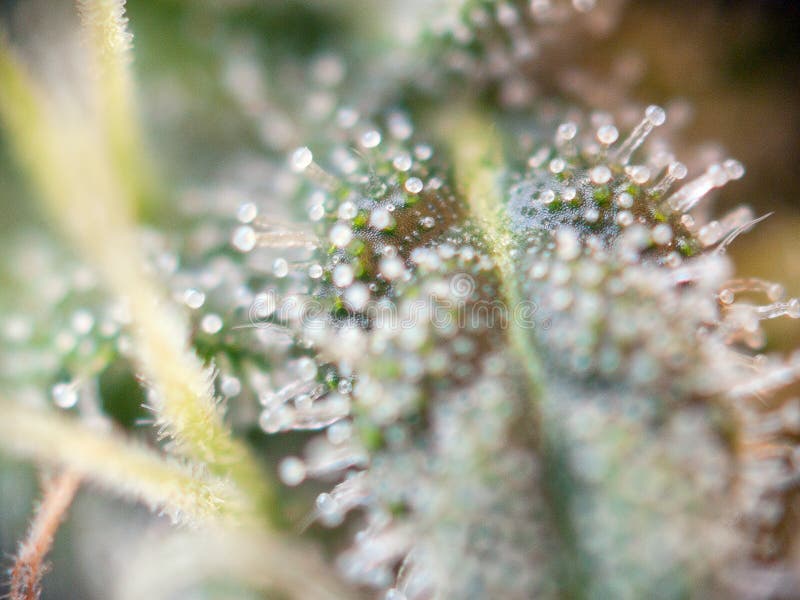 Bright Marijuana Trichomes on Green Leafs Stock Photo - Image of hemp ...