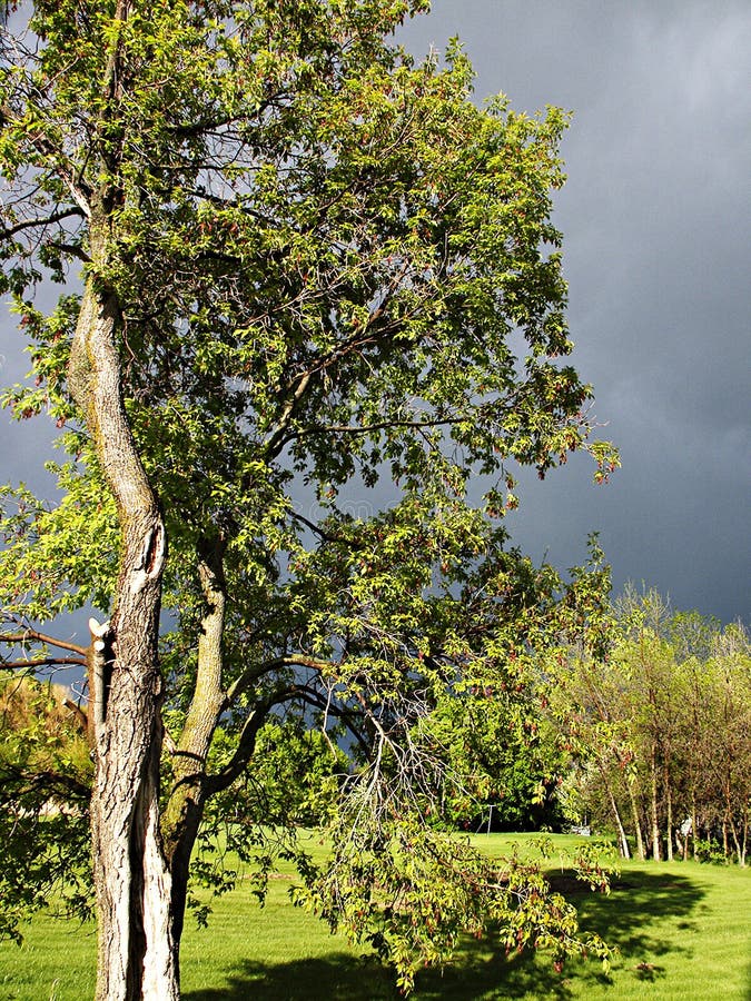 Bright tree stock photo. Image of bright, storm, sunlight - 62332