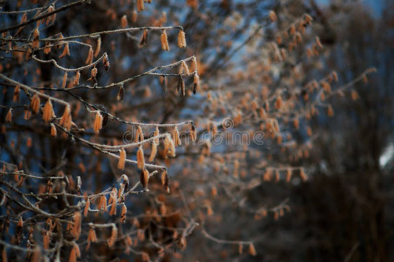 Bright Tree Branches Covered with Snow and Frost Stock Image - Image of ...