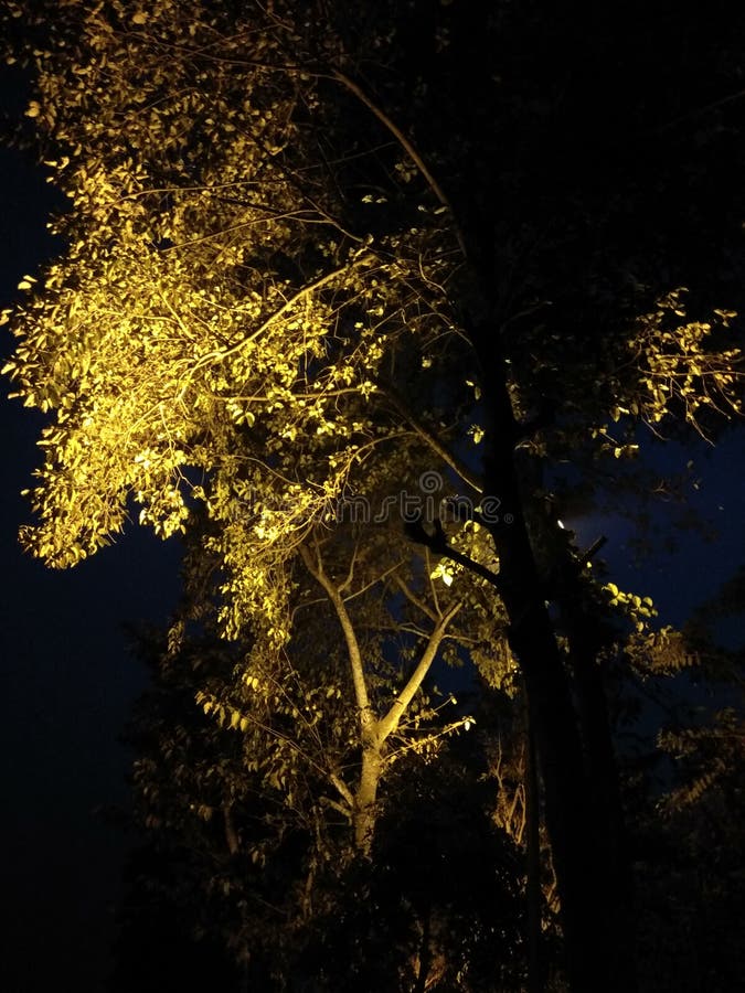 Bright tree stock photo. Image of nature, bright, light - 132047534