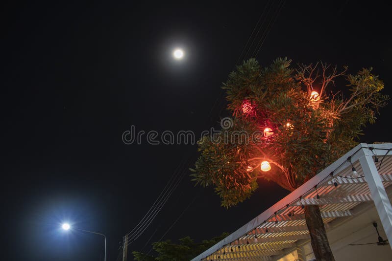 Bright Tree at Night and Full Moon Stock Photo - Image of flower, full ...