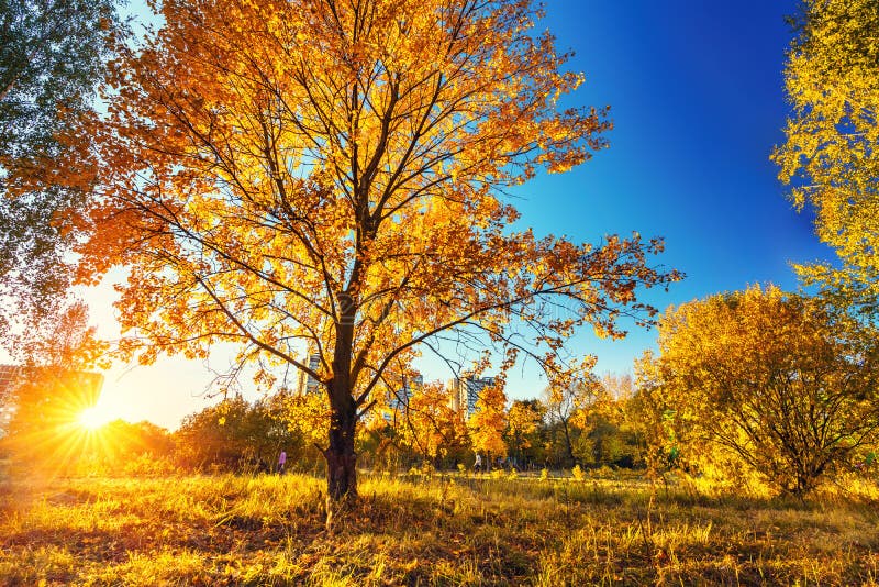 Bright Sun on Tree-lined Drive Stock Image - Image of road, sunlight ...