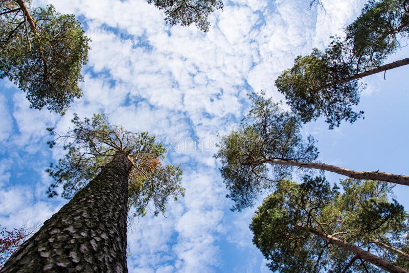 Bright Tree Tops in a Forest in a Low Perspective Image Stock Photo ...