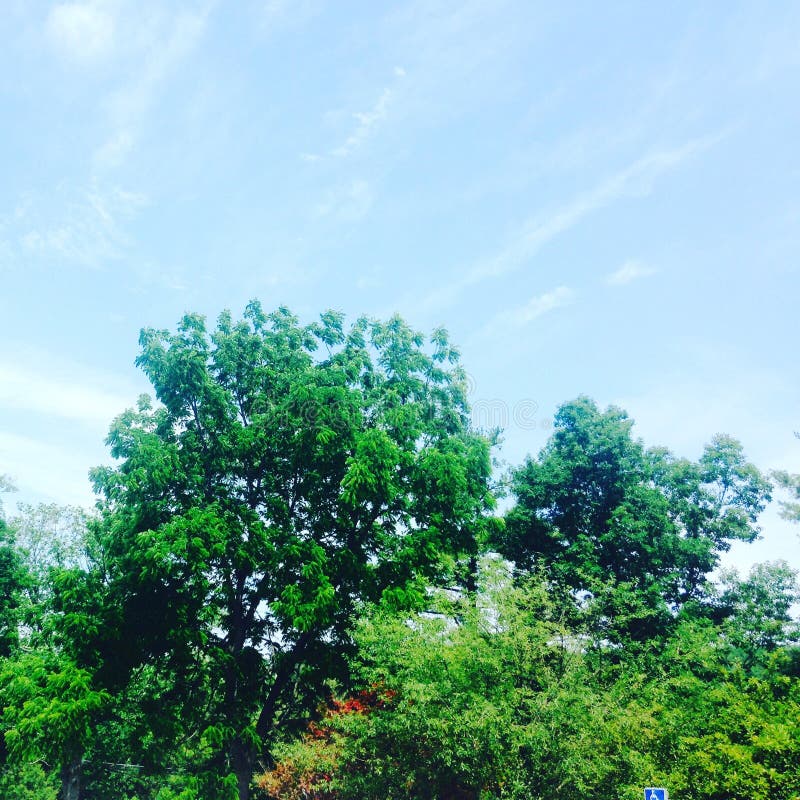 Bright trees stock image. Image of clear, trees, green - 84311135