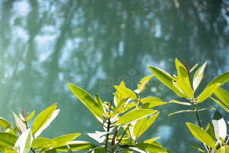 Bright Trees and Rivers, Beautiful Nature Stock Image - Image of ...