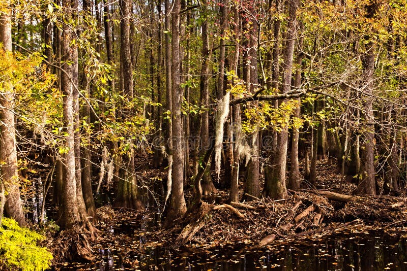 Bright Trees in Soules Swamp Stock Photo - Image of green, sunny: 343504152