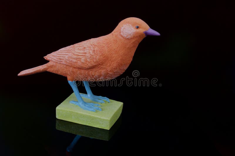 Bright Tropical Bird Looking Up Isolated on a Black Background Stock ...