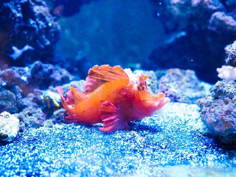 Bright tropical fish n stock image. Image of aquatic - 145805489