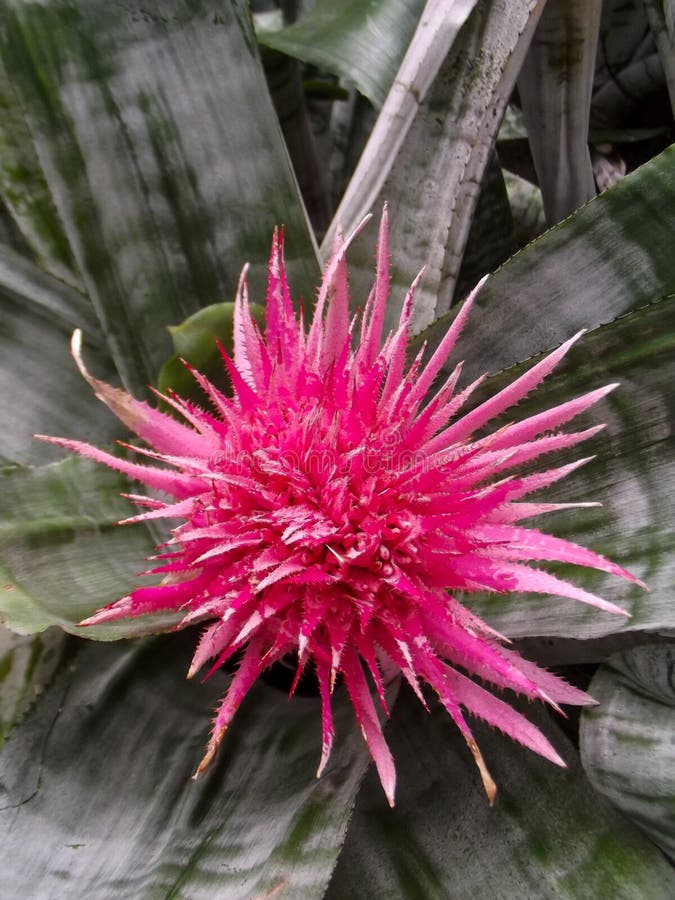 Bright tropical flowers stock image. Image of south, asia - 95150455