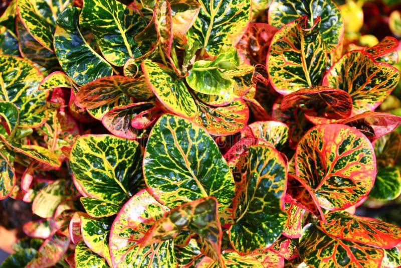 Bright tropical plant. stock image. Image of multicolor - 81817507