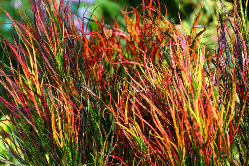 Bright tropical plant. stock image. Image of nature, leaves - 81818387