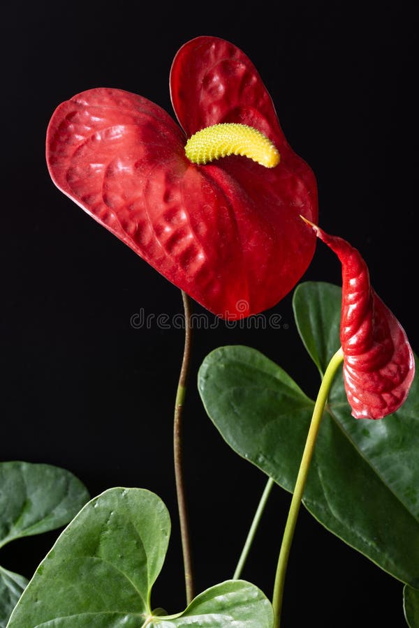 Bright Tropical Red Flower on a Black Background in Sunlight Anthurium ...